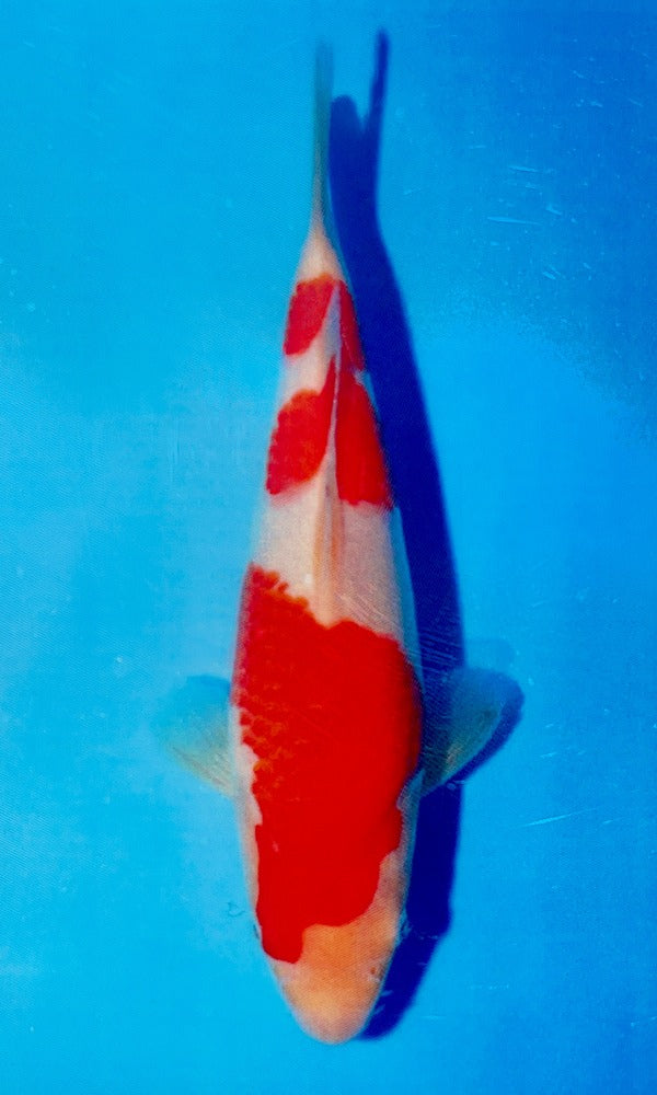 (M06) 10" Momotaro Kohaku - Genkikoi