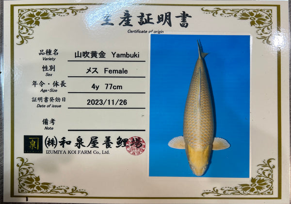 (IZ05) 31" Izumiya Yambuki - Genkikoi