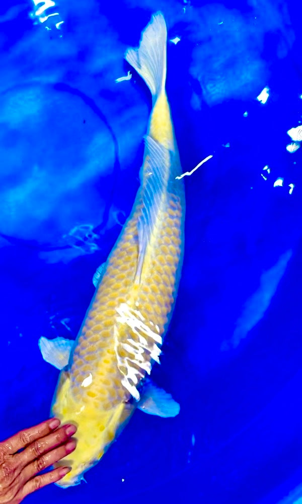 Premium Koi: 31-32" Izumiya Yambuki Ogon | Genki Koi - Genkikoi