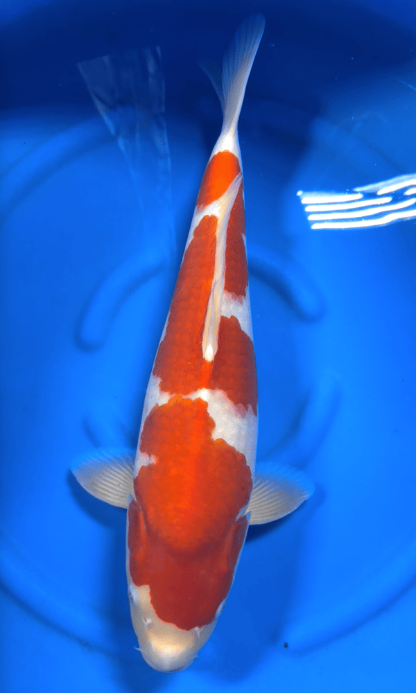 (SA09) 18-20" Saito Kohaku - Genkikoi