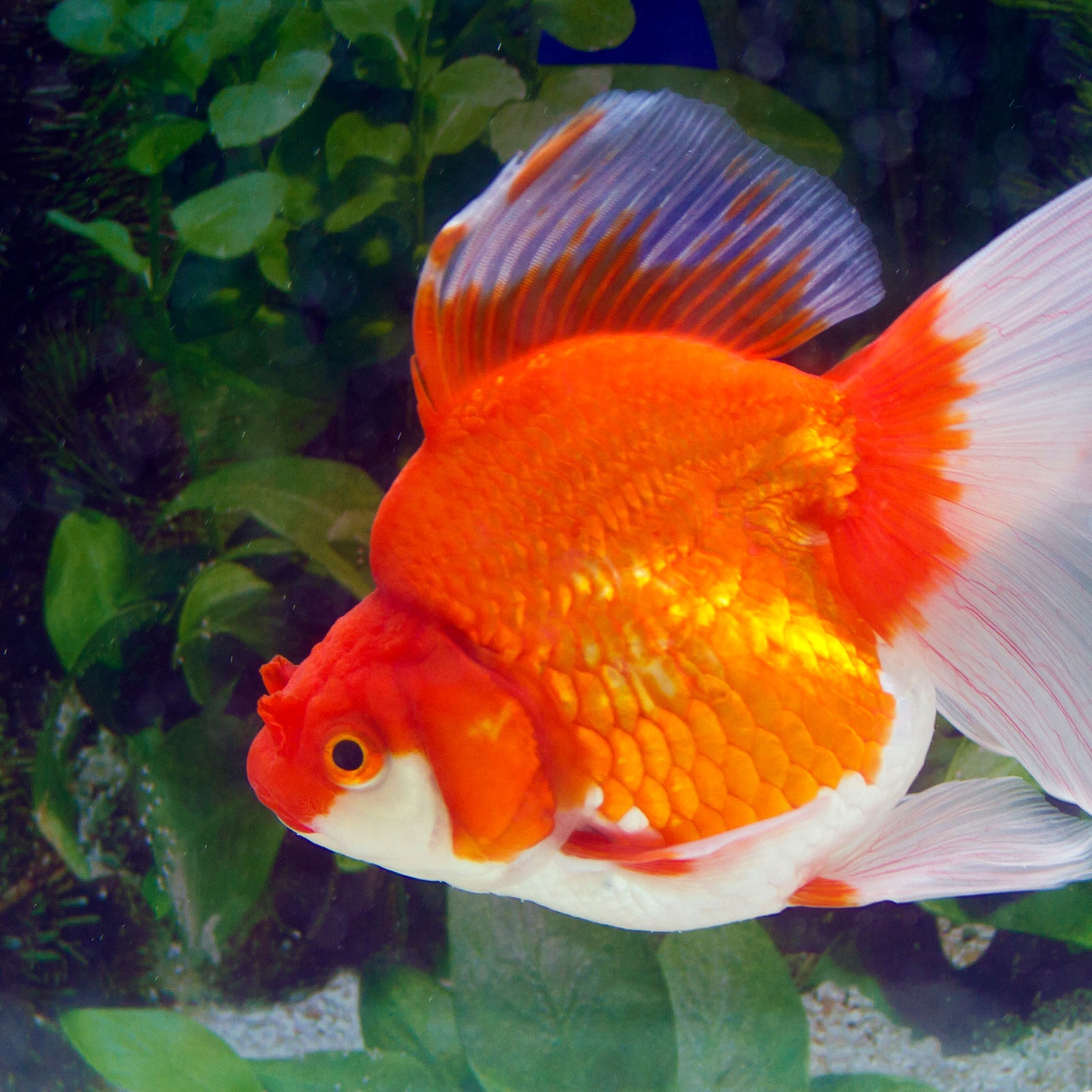 Genki Koi