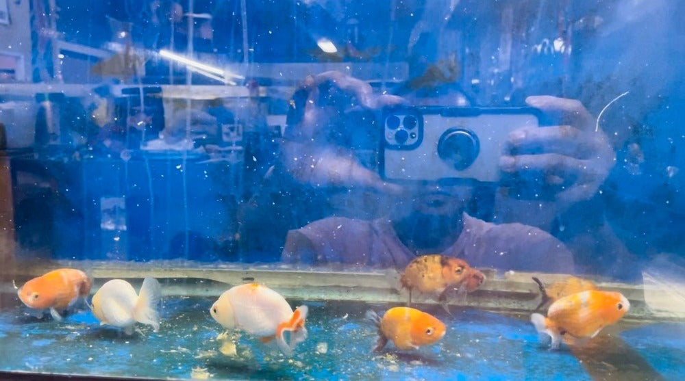 Goldfish - Genkikoi