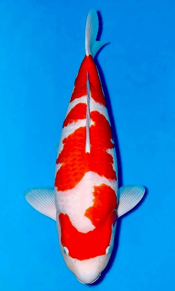 Niigata Breeder: Murata | Genki Koi - Genkikoi