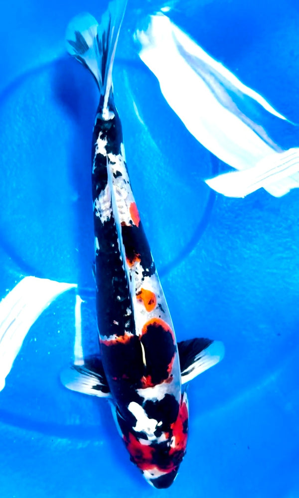 Niigata Koi Breeder: Hiroi | Genki Koi - Genkikoi