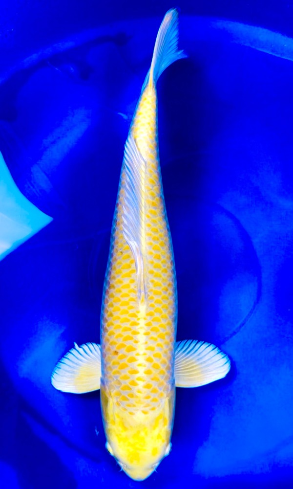 Premium Koi: 25-26" Izumiya Yambuki Ogon | Genki Koi - Genkikoi