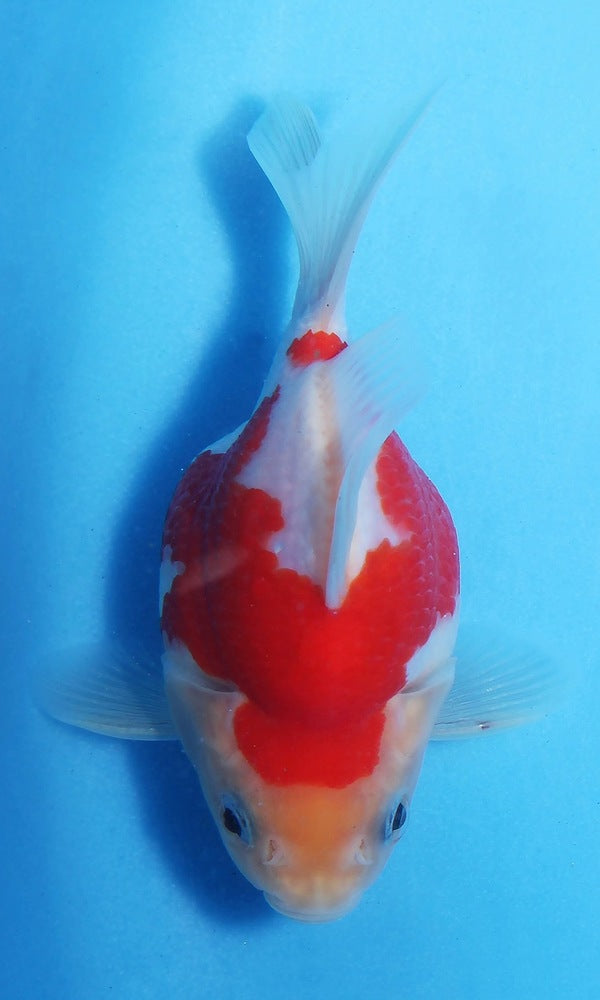 Goldfish: 4.5-6" Japanese Tamasaba Nisai | Genki Koi - Genkikoi