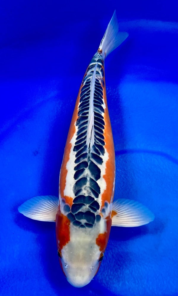 Koi Fish: 23" Marusei Shusui | Genki Koi - Genkikoi