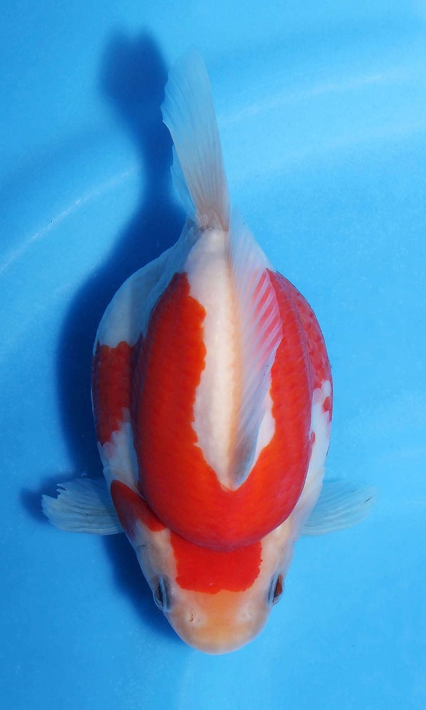 Goldfish: 6" Japanese Tamasaba Nisai | Genki Koi - Genkikoi