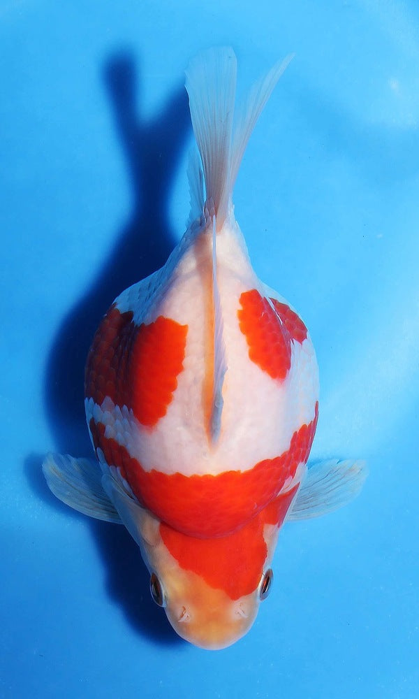 Goldfish: 6" Japanese Tamasaba Nisai | Genki Koi - Genkikoi
