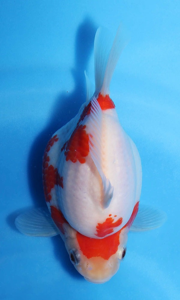 Goldfish: 6" Japanese Tamasaba Nisai | Genki Koi - Genkikoi