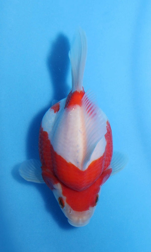Goldfish: 6" Japanese Tamasaba Nisai | Genki Koi - Genkikoi