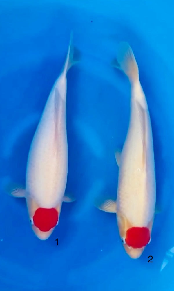 Koi Fish: 17" Saito Tancho Kohaku Female | Genki Koi - Genkikoi
