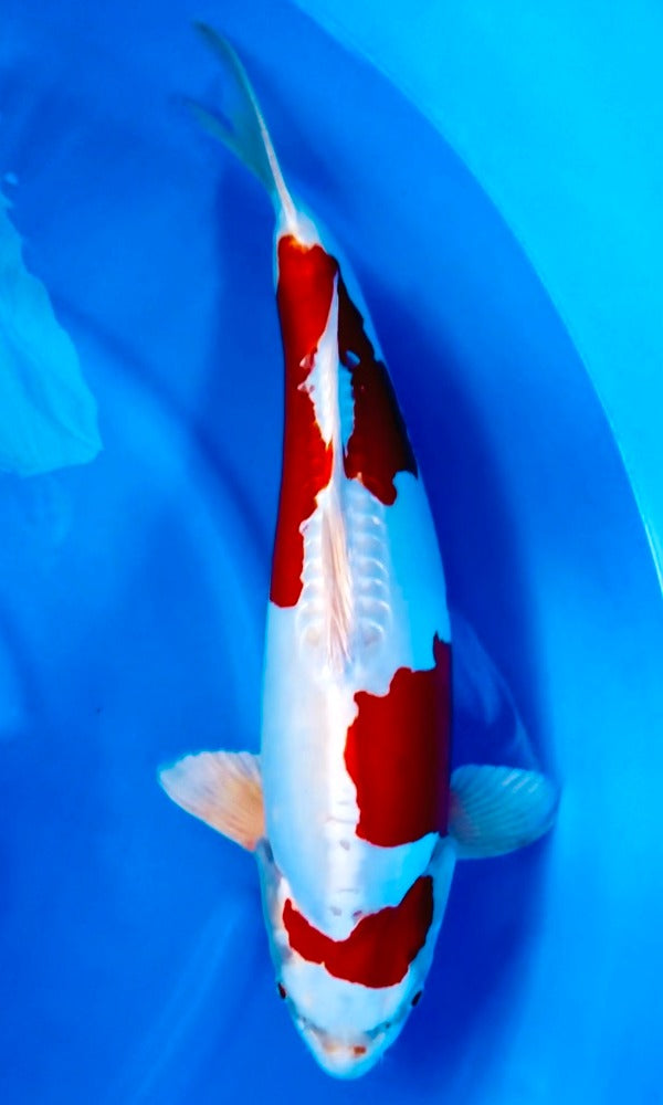 Koi Fish: 23" Yagenji Kikusui Female | Genki Koi - Genkikoi