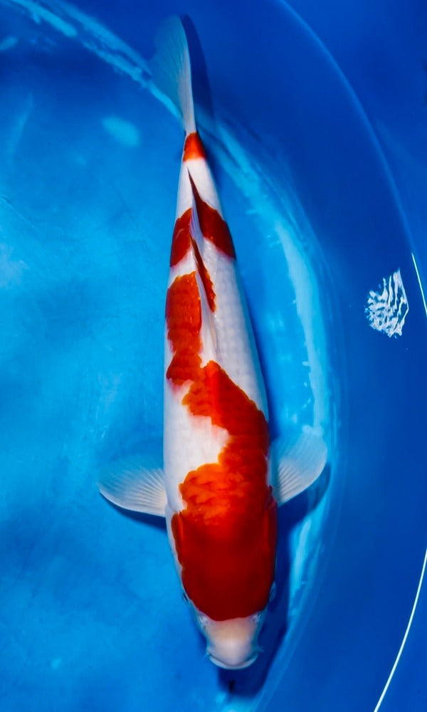 (DT1) 17" Dainichi Toyota Kohaku - Genkikoi