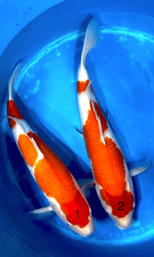 Koi For Sale - Genkikoi